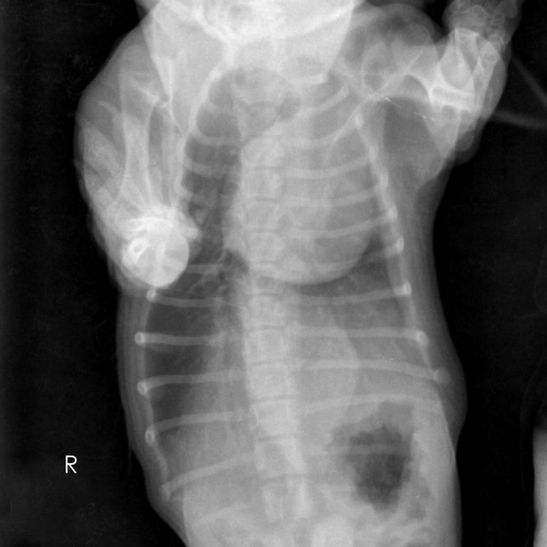 Congenital lobar emphysema in a pup – Vet Practice Support