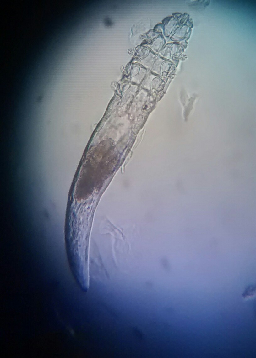more on the subject of canine Demodex – Vet Practice Support