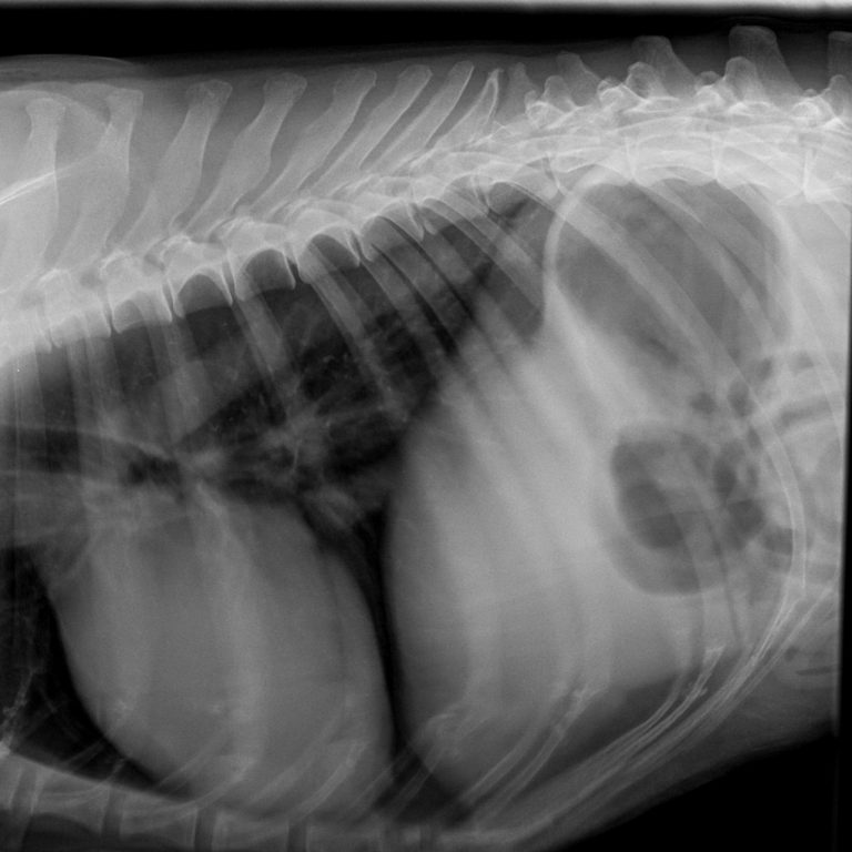 Chronic gastric volvulus in an old Weimaraner – Vet Practice Support