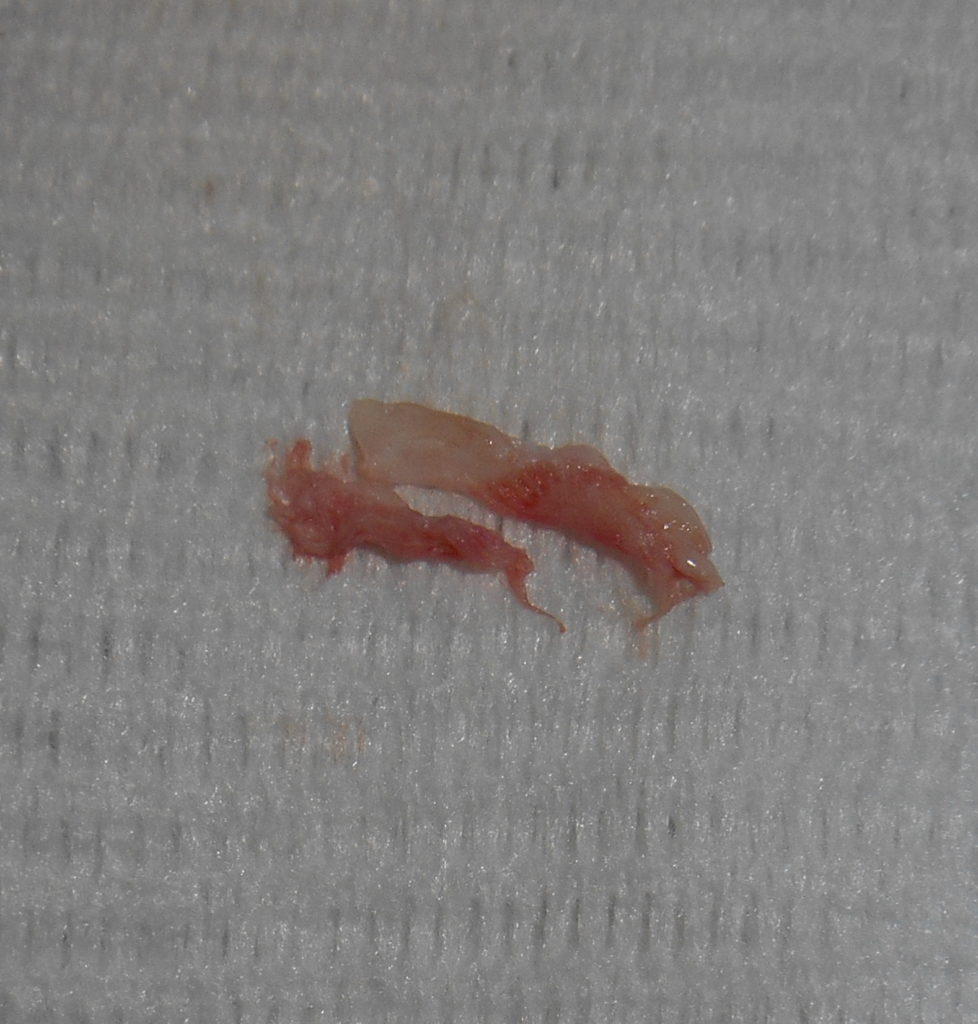 Ultrasonographic diagnosis of meniscal tears in dogs – Vet Practice Support