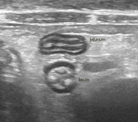 Ultrasonography of the canine and feline caecum (or cecum) – Vet ...