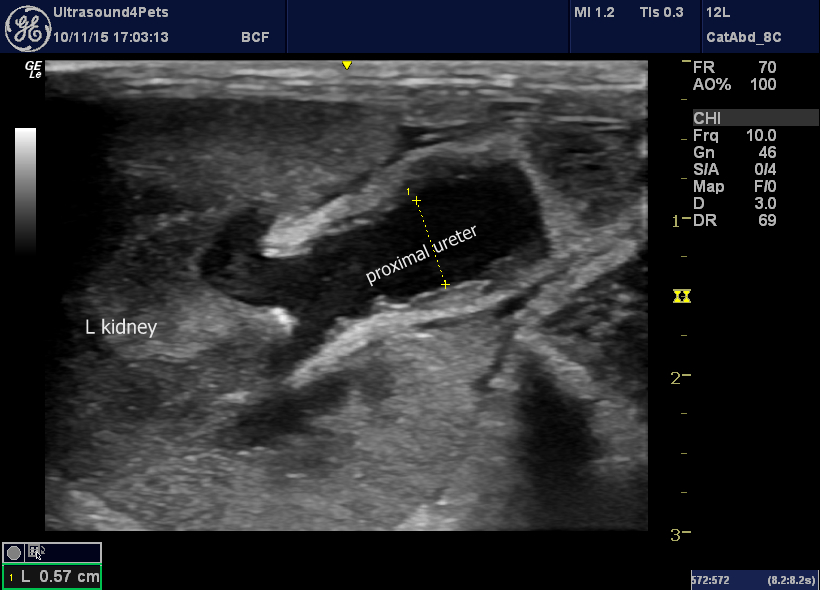 Feline ureteral calculi – Vet Practice Support