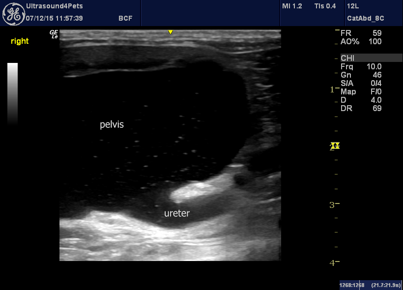 Feline ureteral calculi – Vet Practice Support