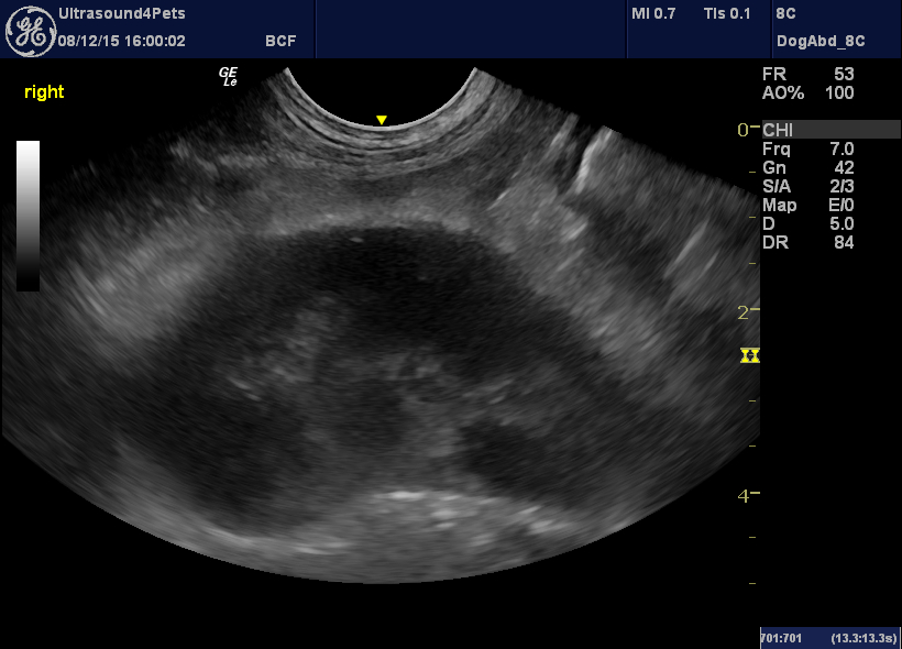 Gallbladder mucocoele complications – Vet Practice Support
