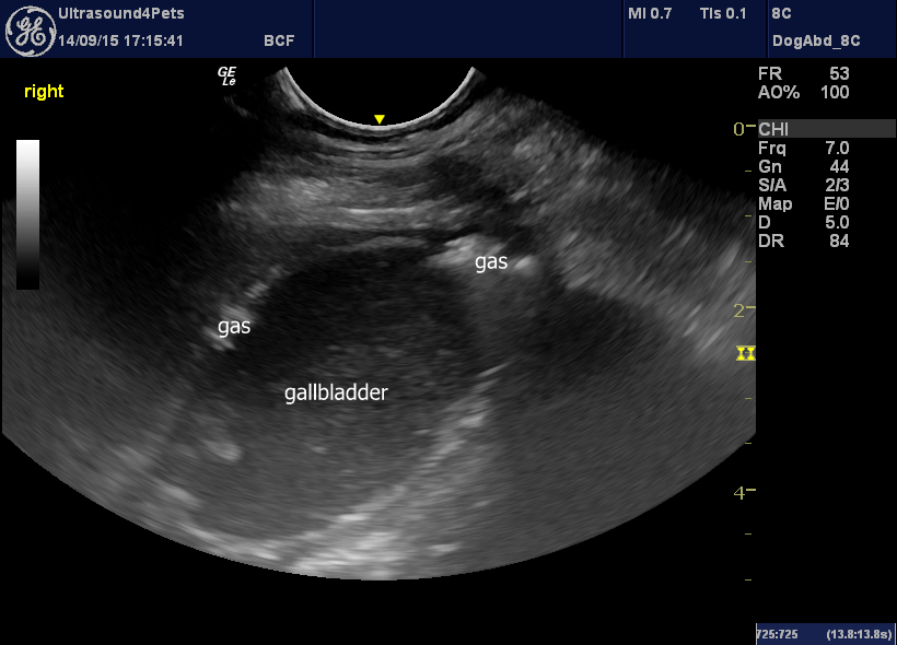 Gallbladder mucocoele complications – Vet Practice Support