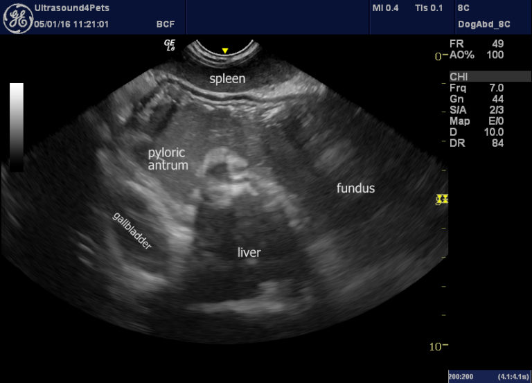 Intestinal volvulus in a German Shepherd Dog – Vet Practice Support