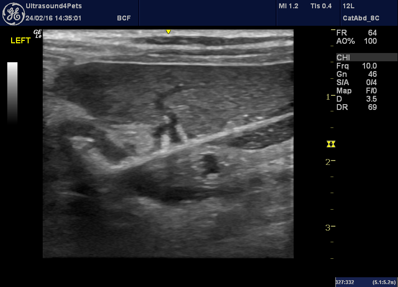 Gastrointestinal foreign bodies – Vet Practice Support