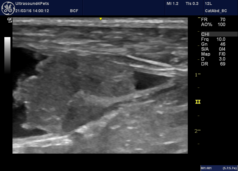 Ultrasound-guided biopsy of a bladder mass in a dog – Vet Practice Support