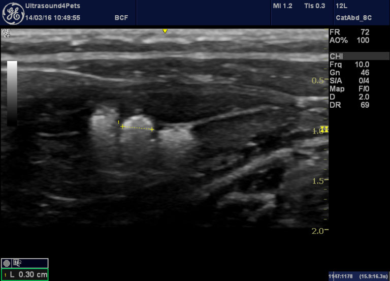 Congenital portosystemic shunt with left colic to caval shunting – Vet ...