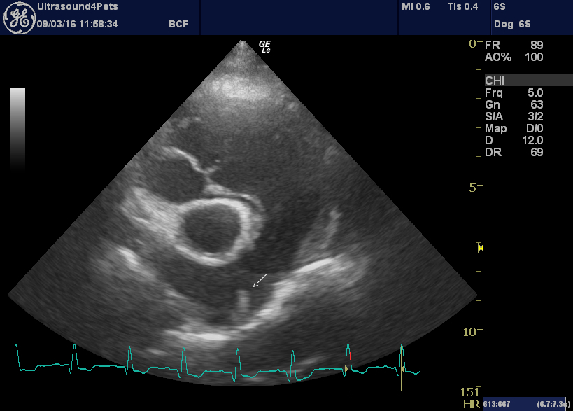 Lung ultrasonography in canine Angiostrongylus lungworm infestation ...
