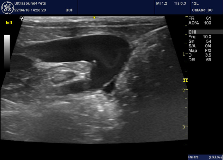 Another colic-caval portosystemic shunt in a cat – Vet Practice Support