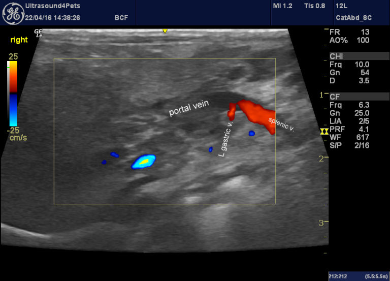 Another colic-caval portosystemic shunt in a cat – Vet Practice Support