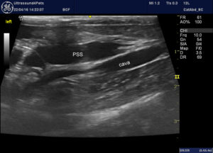 Another colic-caval portosystemic shunt in a cat – Vet Practice Support