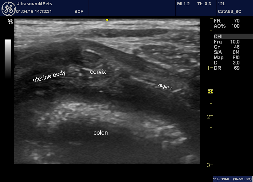 Metritis in a bitch in oestrus – Vet Practice Support