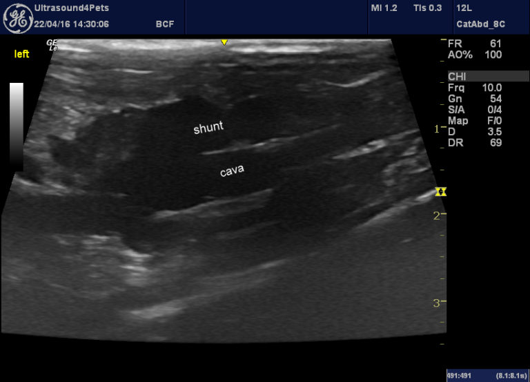Another colic-caval portosystemic shunt in a cat – Vet Practice Support