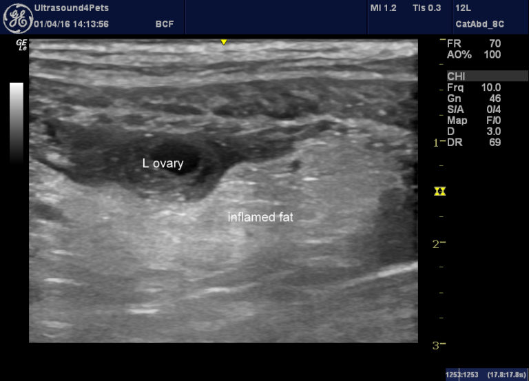 Metritis in a bitch in oestrus – Vet Practice Support