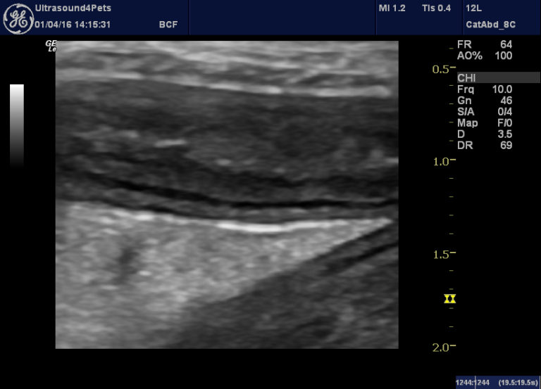Metritis in a bitch in oestrus – Vet Practice Support