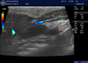 Another colic-caval portosystemic shunt in a cat – Vet Practice Support