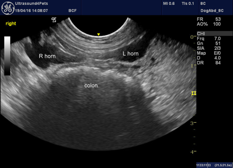 Uterus masculinus – Vet Practice Support