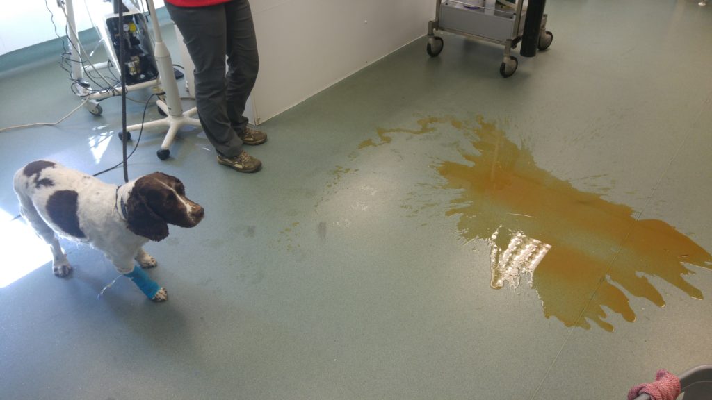 Diarrhoea associated with a jejunal foreign body in a dog – Vet ...