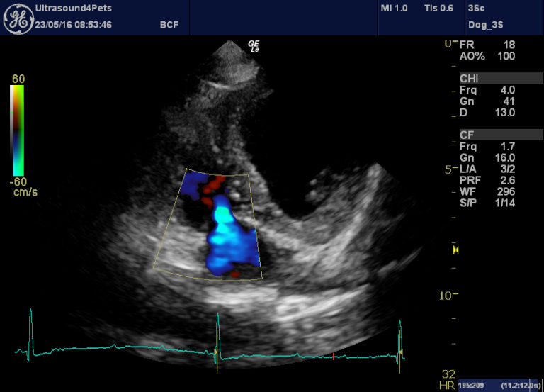 Diastolic mitral regurgitation in canine heart block – Vet Practice Support