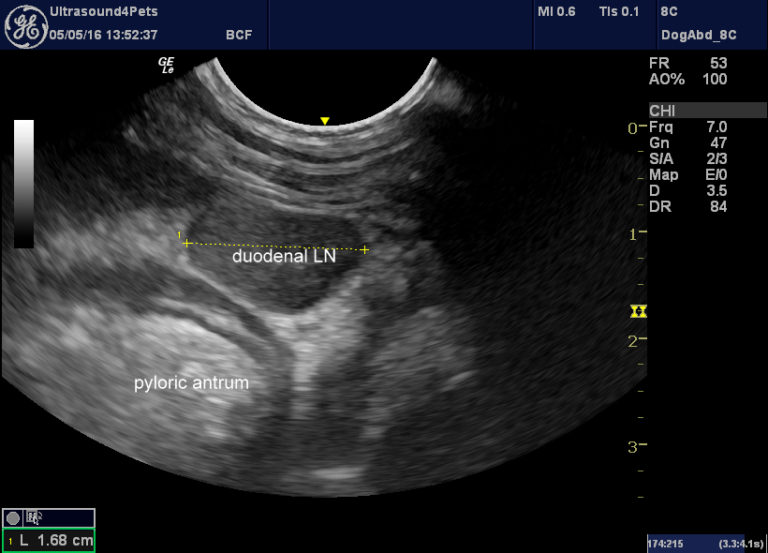 Chronic intramural duodenal foreign body in a Dalmatian dog – Vet ...