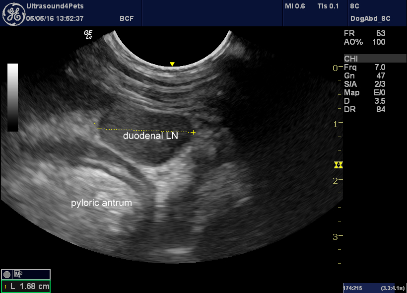 Chronic intramural duodenal foreign body in a Dalmatian dog – Vet ...