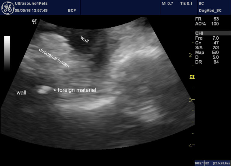 Chronic intramural duodenal foreign body in a Dalmatian dog – Vet ...