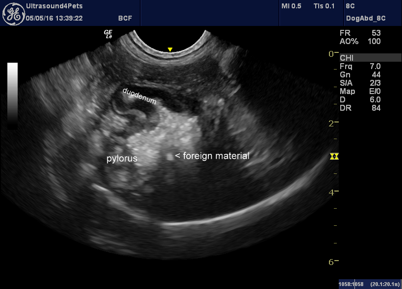 Chronic intramural duodenal foreign body in a Dalmatian dog – Vet ...