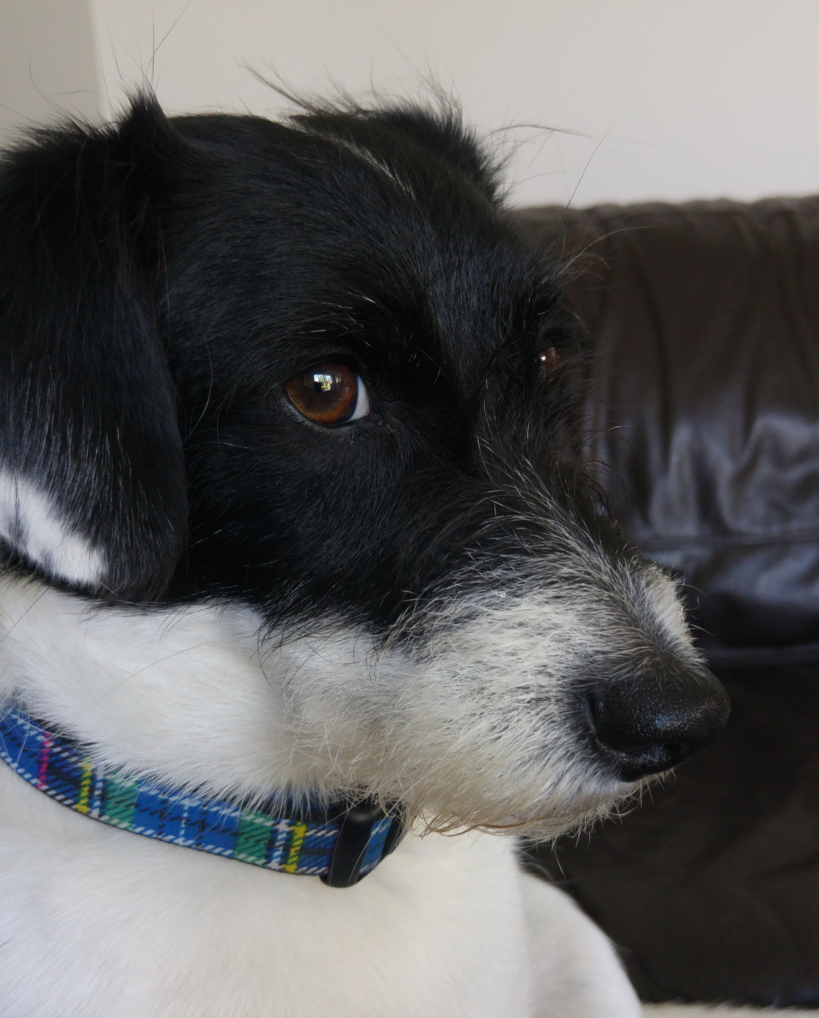 Another anaphylactic shock dog – Vet Practice Support