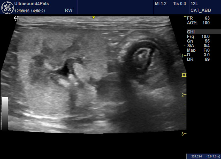 More on feline ureteral calculi and renal infarcts – Vet Practice Support