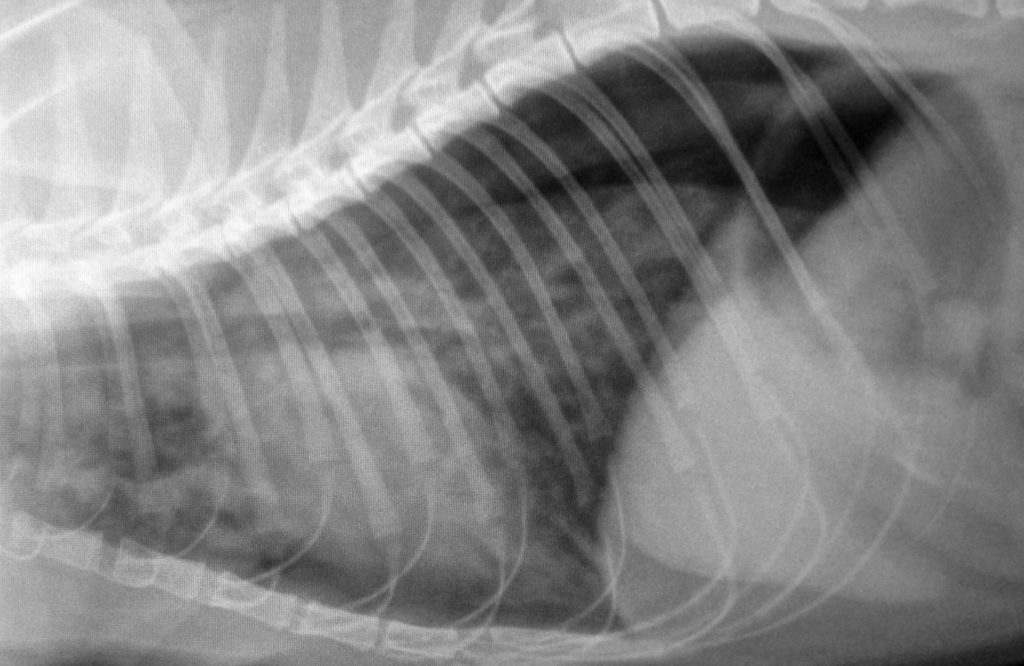 Spontaneous pneumothorax in a cat – Vet Practice Support