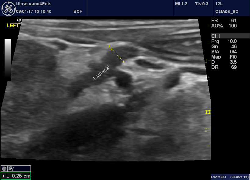 Gastric ulceration in a dog with presumed hypoadrenocorticism – Vet ...
