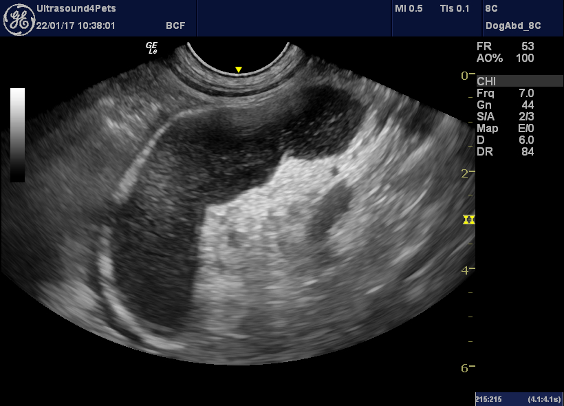 Some unusual bladder tumours in dogs – Vet Practice Support