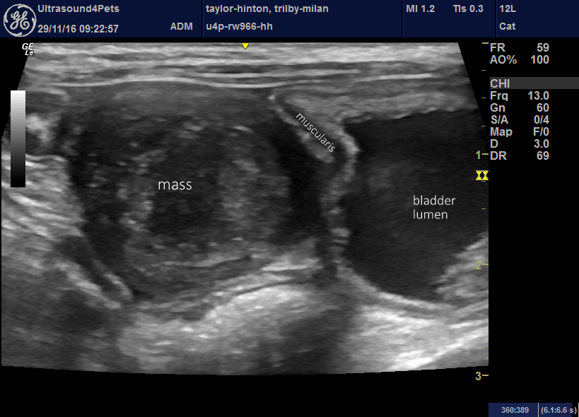 Some unusual bladder tumours in dogs – Vet Practice Support