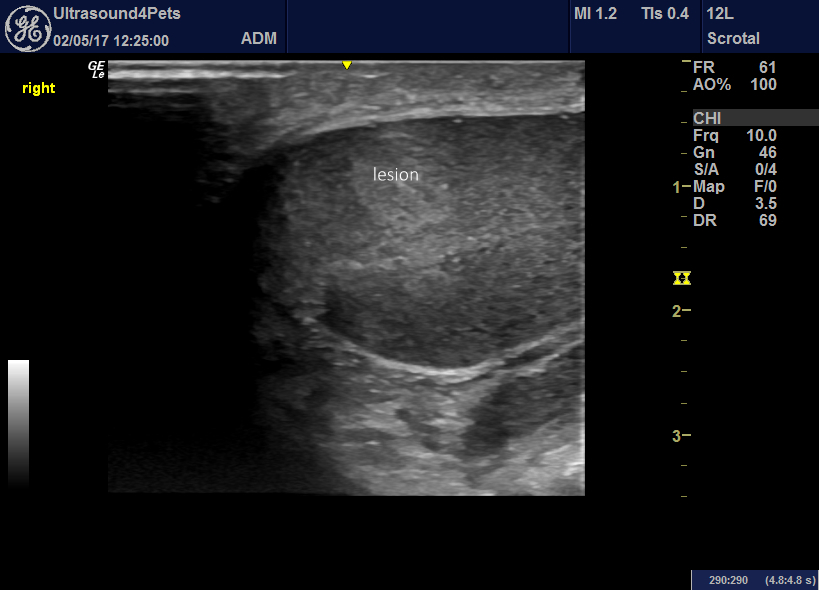 Focus on testicles – Vet Practice Support