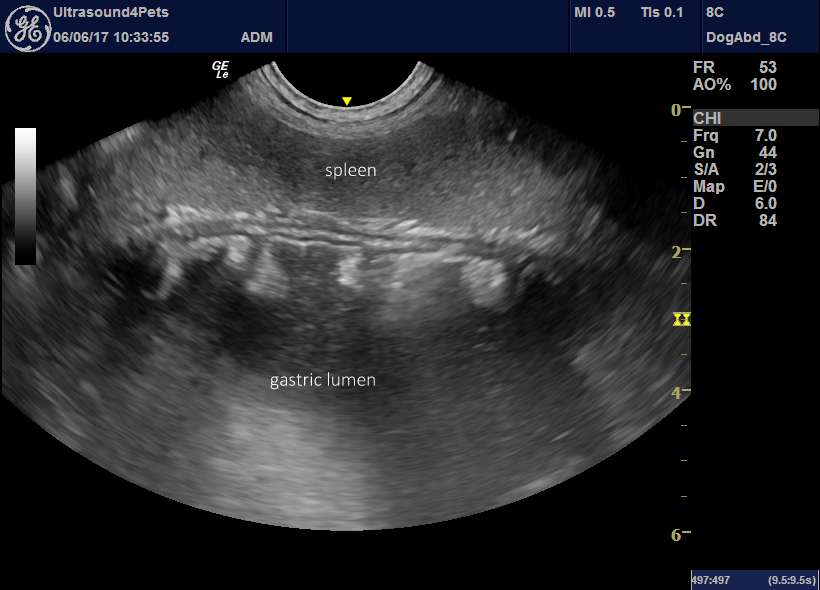 Colonic torsion in a dog: ultrasonographic findings – Vet Practice Support