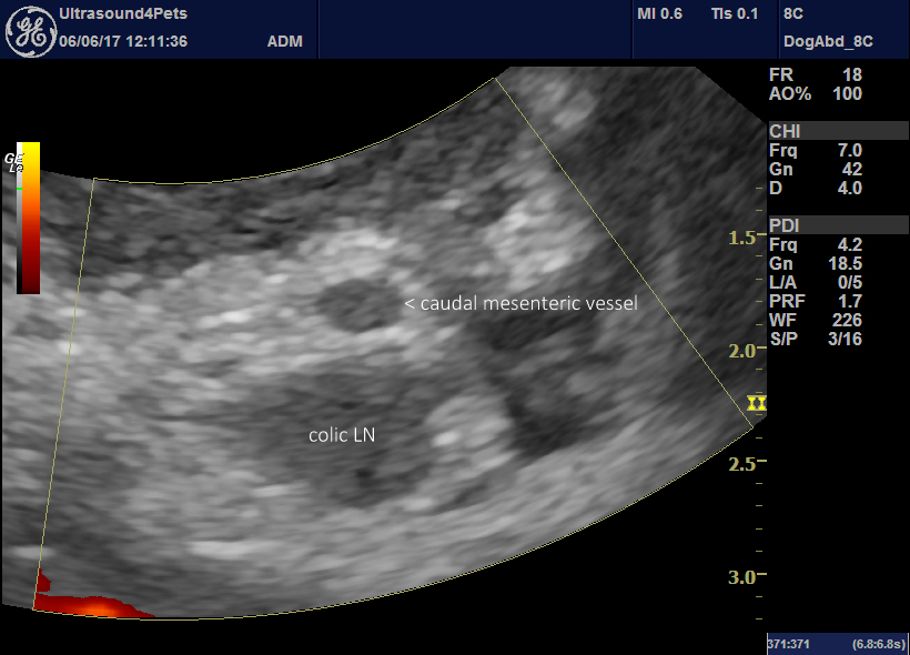Colonic torsion in a dog: ultrasonographic findings – Vet Practice Support
