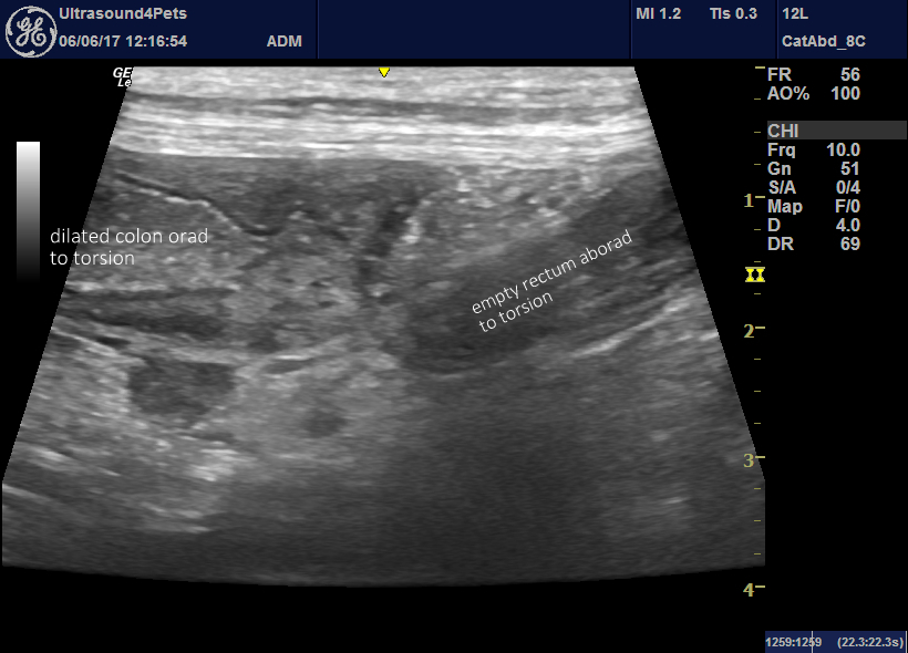 Colonic torsion in a dog: ultrasonographic findings – Vet Practice Support