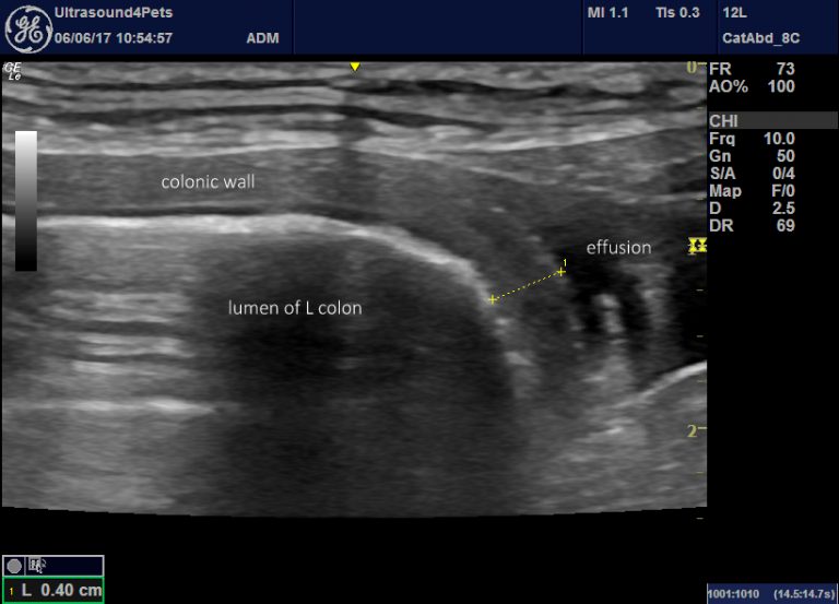 Colonic torsion in a dog: ultrasonographic findings – Vet Practice Support