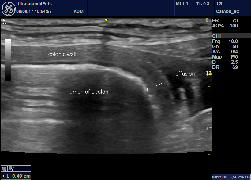 Colonic torsion in a dog: ultrasonographic findings – Vet Practice Support