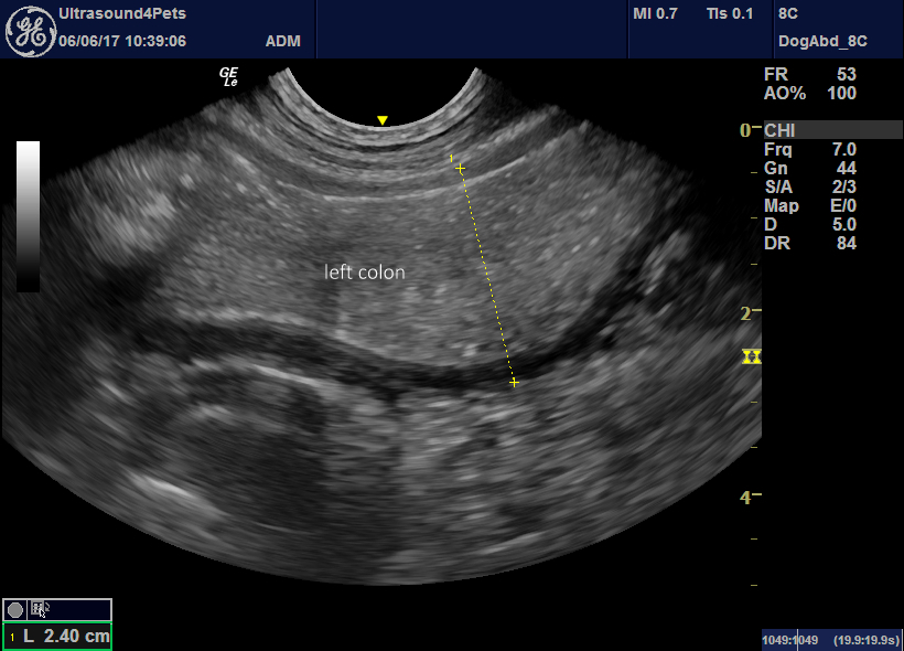 Colonic torsion in a dog: ultrasonographic findings – Vet Practice Support