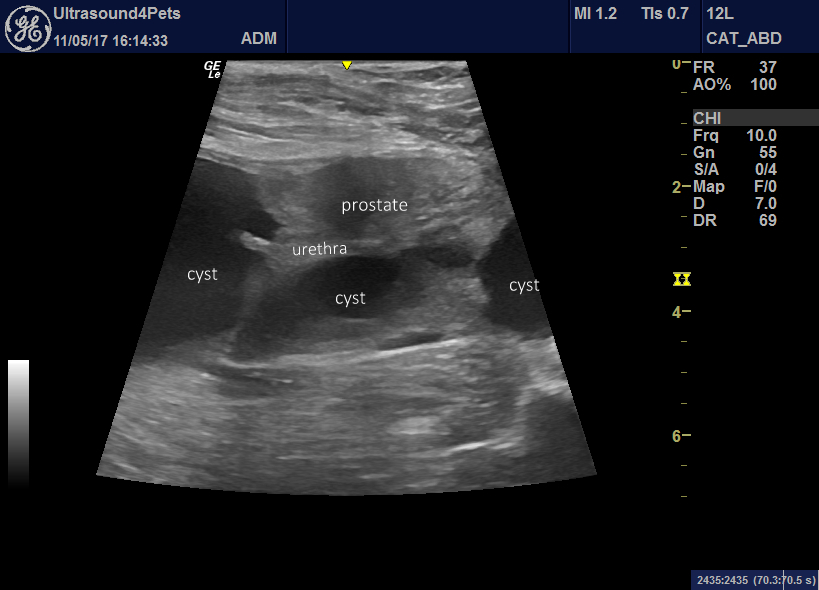 ‘Urinary cyst’ in a dog: why you should measure creatinine in prostatic ...