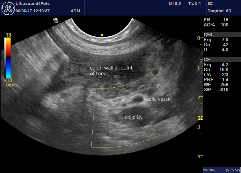 Colonic torsion in a dog: ultrasonographic findings – Vet Practice Support