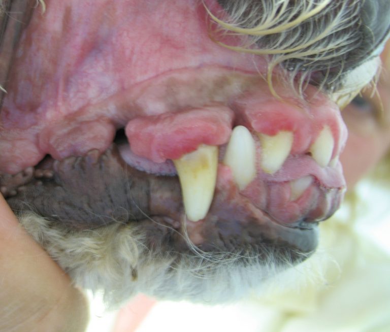 Gingival hyperplasia caused by cyclosporine in an atopic dog – Vet ...