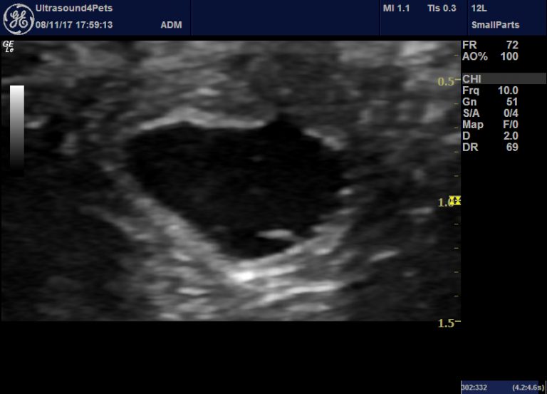 Anal sac ultrasound in dogs: a case of emphysematous anal sacculitis ...