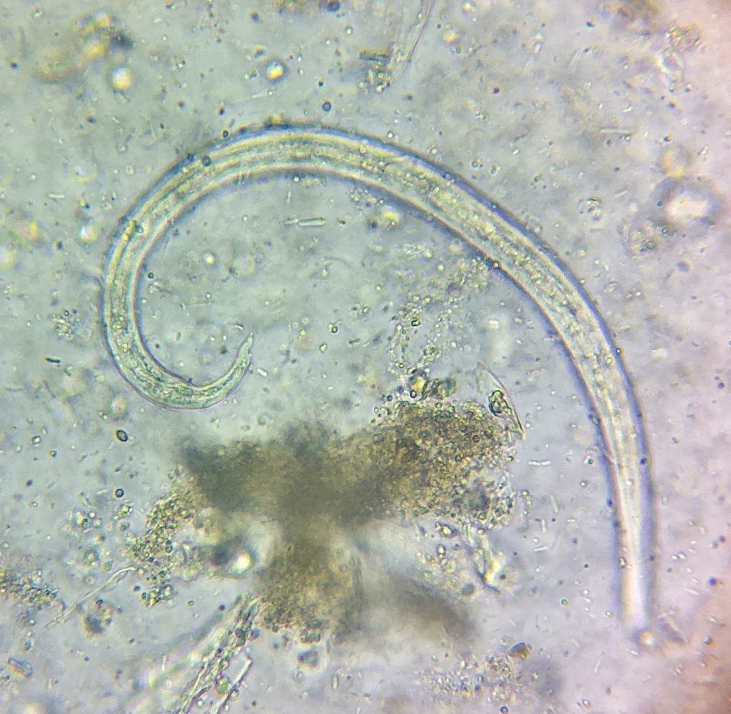 Angiostrongylus lungworm in northern England in 2018 – Vet Practice Support