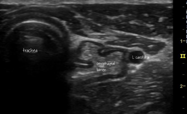 Ultrasound of the canine and feline oesophagus – Vet Practice Support
