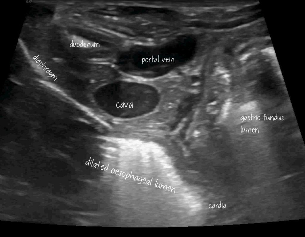 Ultrasound of the canine and feline oesophagus – Vet Practice Support