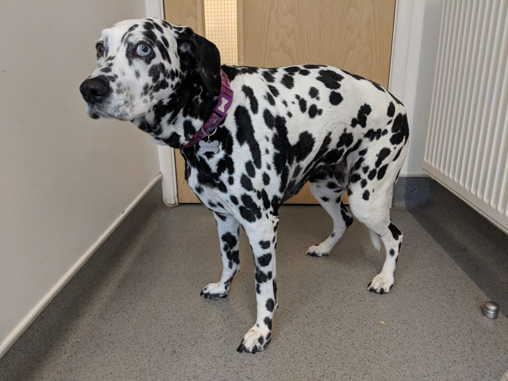 Canine infective endocarditis: observations on presentation, incidence ...